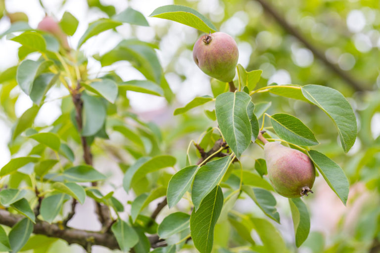 Rare and Unusual Fruits You Can Grow in Your Iowa Backyard - Iowa Source