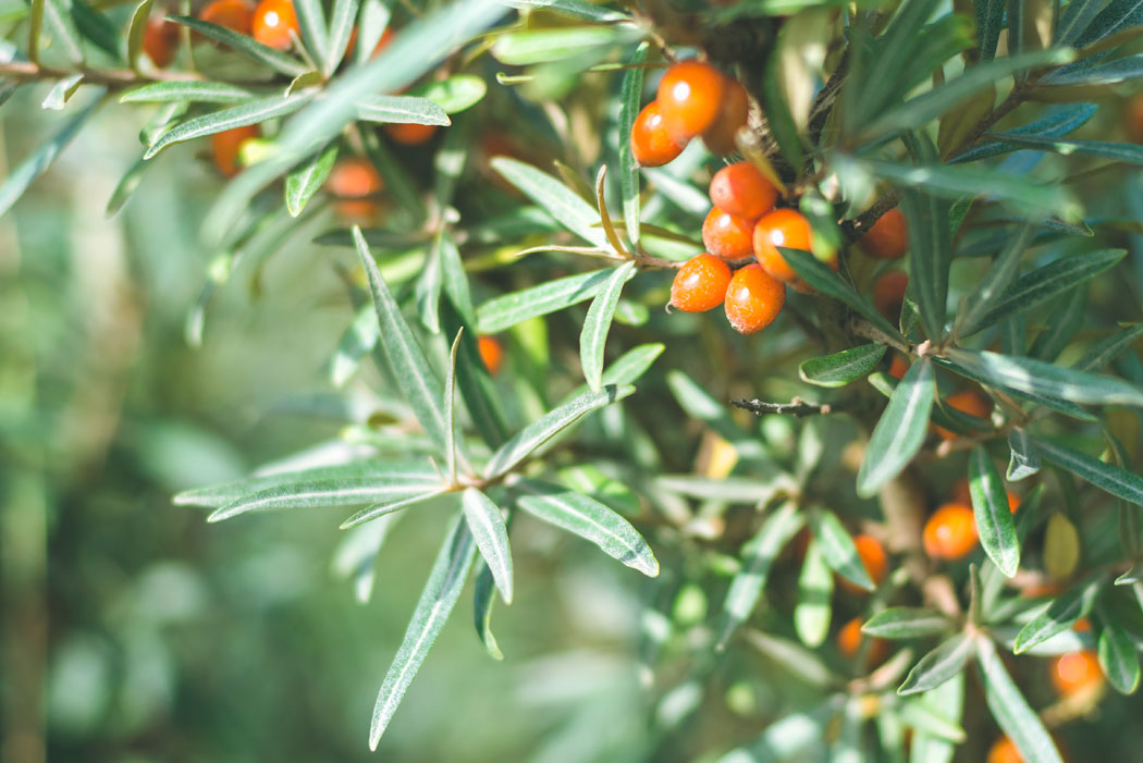 Rare and Unusual Fruits You Can Grow in Your Iowa Backyard - Iowa Source