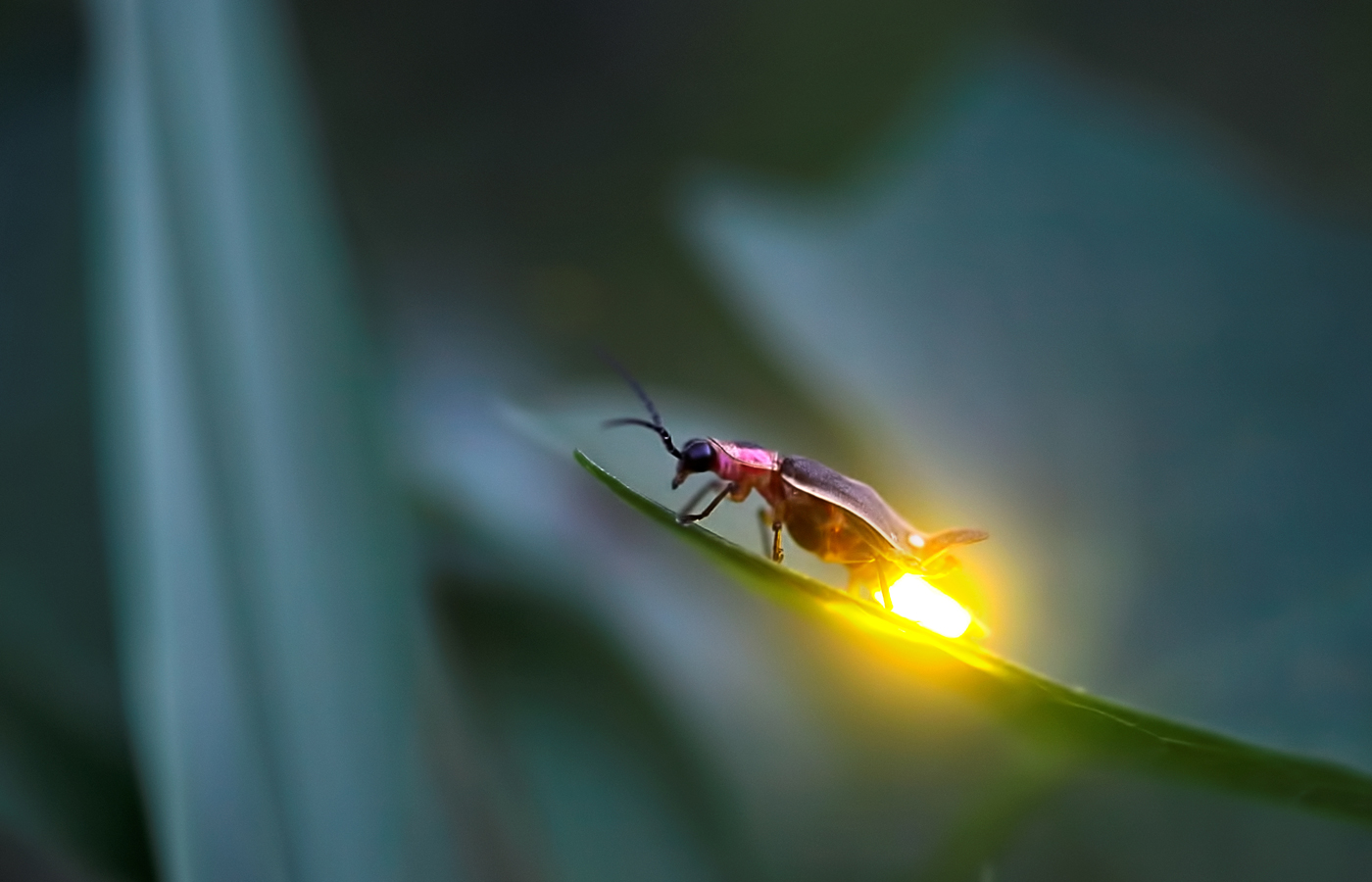Photographing Fireflies: Essence of a Summer Night - Iowa Source
