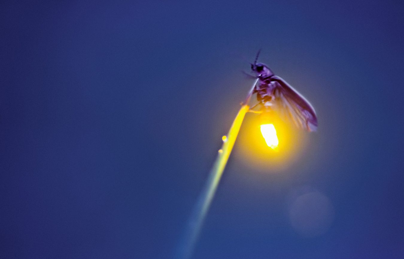 Photographing Fireflies: Essence of a Summer Night - Iowa Source