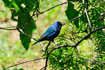 Warbler Walk Report | Spring Sitings at Lacey-Keosauqua State Park ...