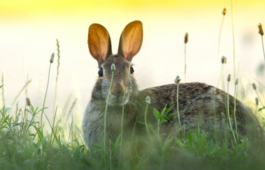 Wascally Wabbits: Going to Battle for Your Blooms - Iowa Source