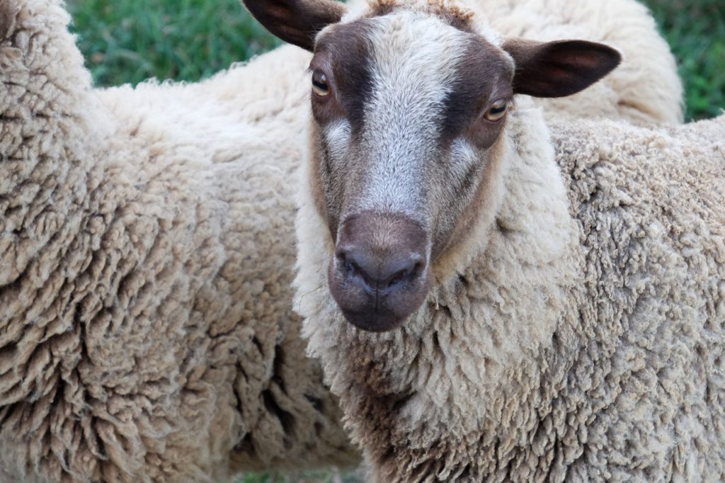Shetland Beauties: Keep Calm & Hug a Sheep - Iowa Source
