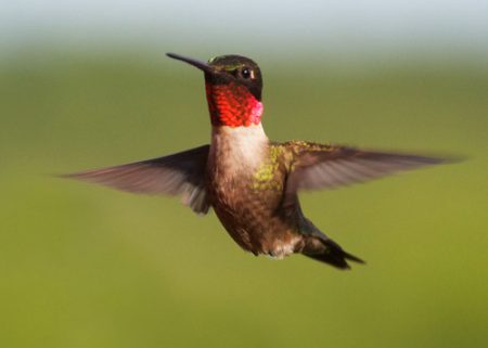 Beautiful Hummingbird: Bringers of Joy, Masters of Miracle - Iowa Source