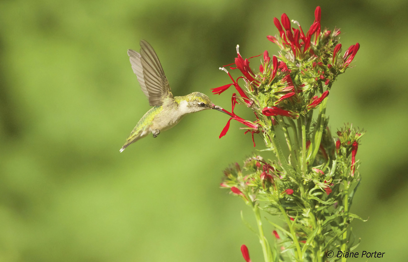 Beautiful Hummingbird: Bringers of Joy, Masters of Miracle - Iowa Source
