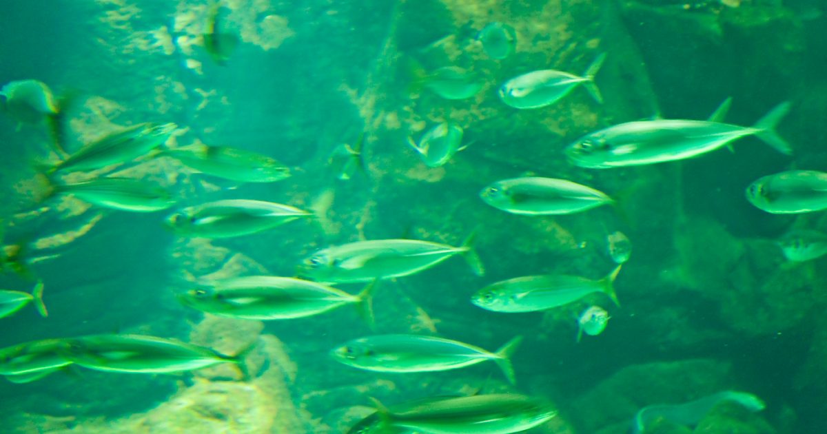Fish Fraud . . . and How the Blockchain Revolution is Restoring ...