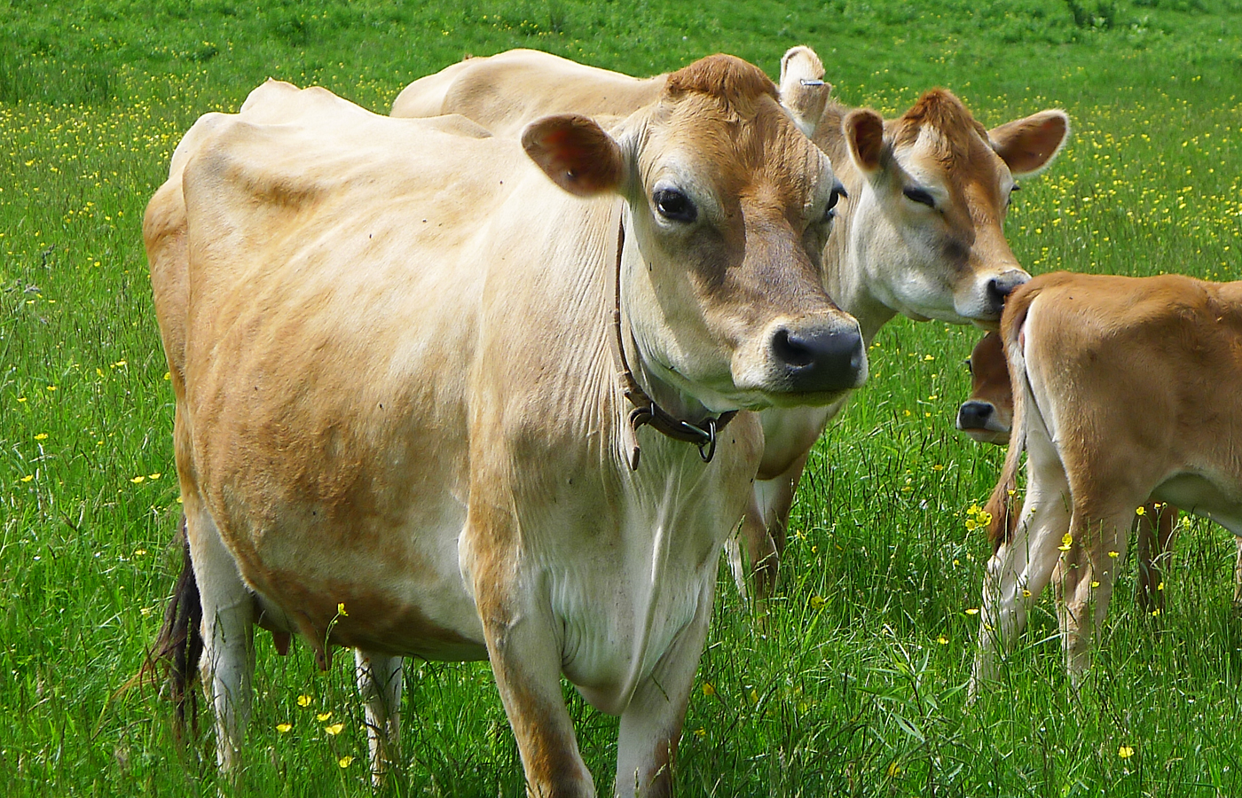 Care of the Cow: New Picture Book Supports Dairy Cow Sanctuary - Iowa ...