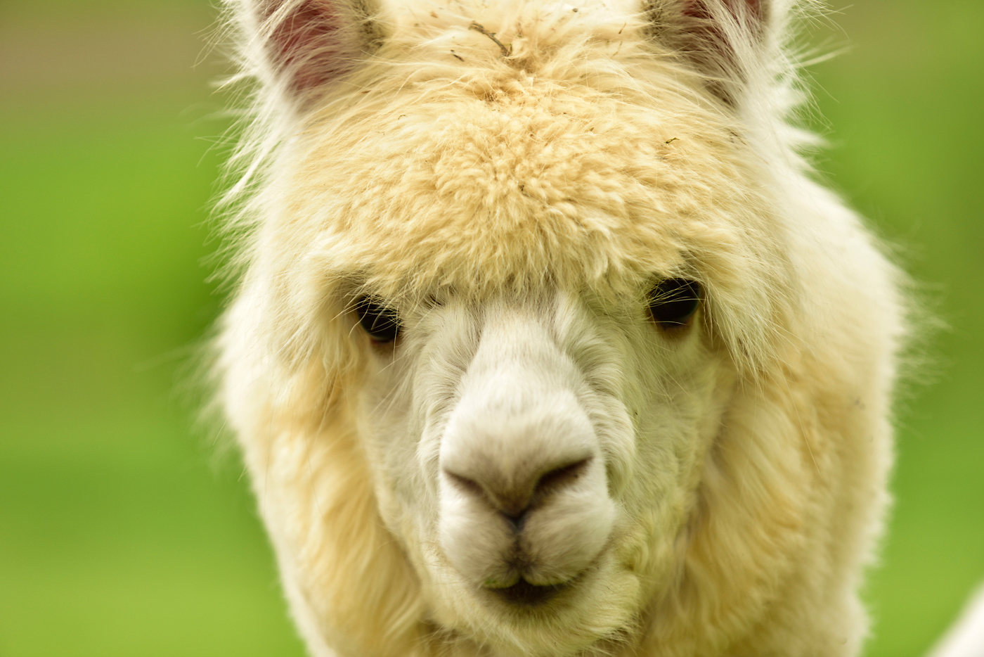 Adorable Alpacas: Visit an Eastern Iowa Alpaca Ranch This Summer - Iowa ...