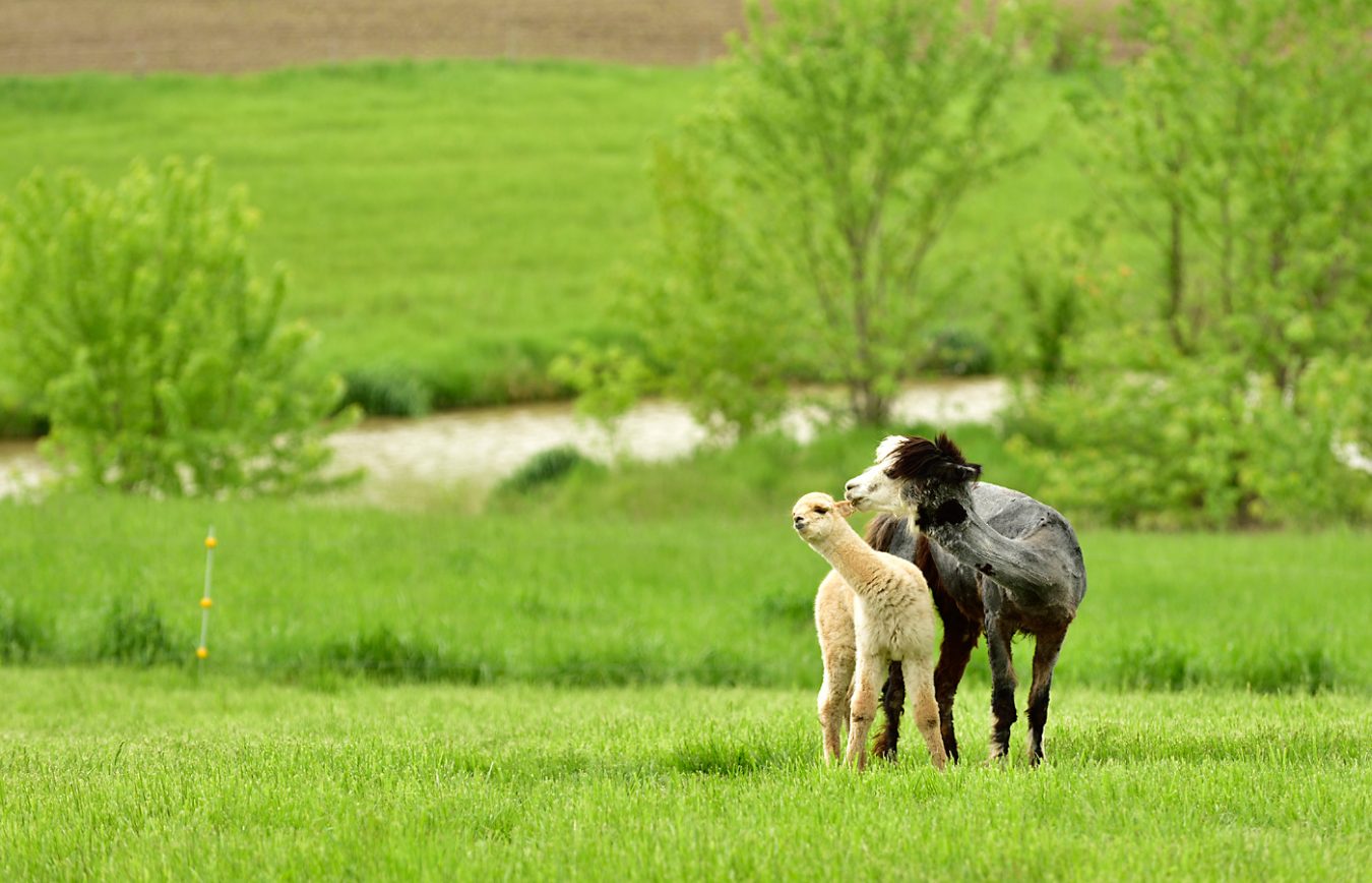 Adorable Alpacas: Visit an Eastern Iowa Alpaca Ranch This Summer - Iowa ...