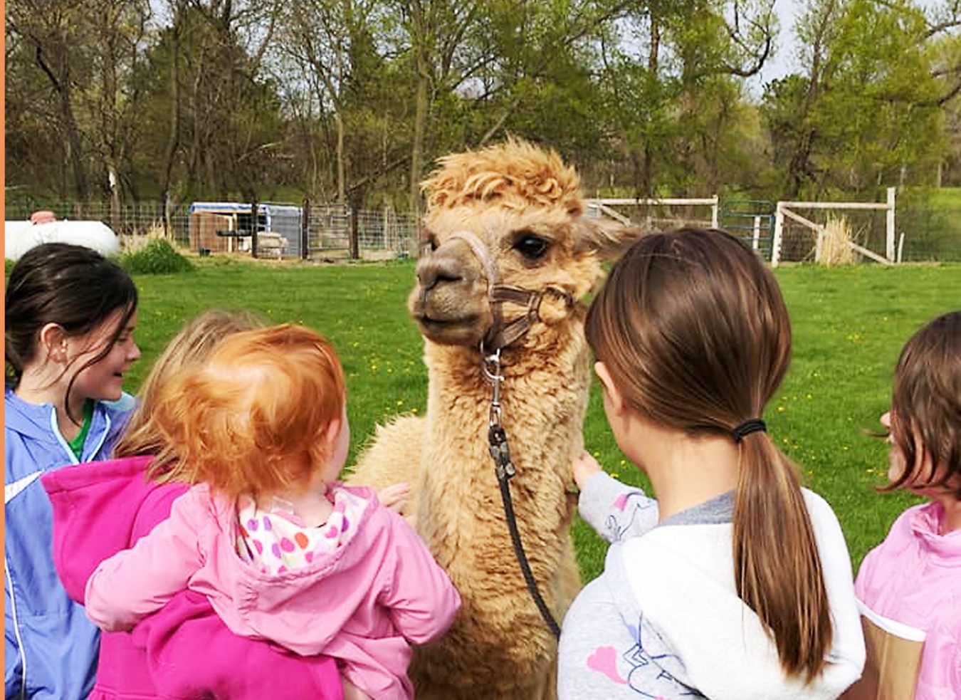 Adorable Alpacas: Visit an Eastern Iowa Alpaca Ranch This Summer - Iowa ...