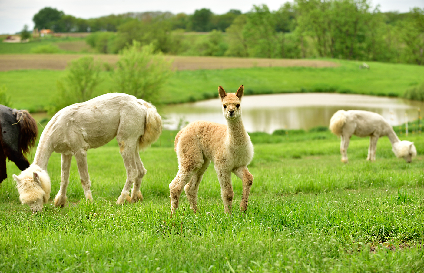 Adorable Alpacas: Visit an Eastern Iowa Alpaca Ranch This Summer - Iowa ...