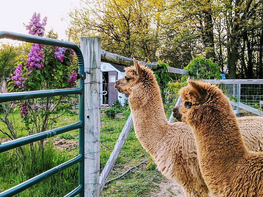 Adorable Alpacas: Visit an Eastern Iowa Alpaca Ranch This Summer - Iowa ...