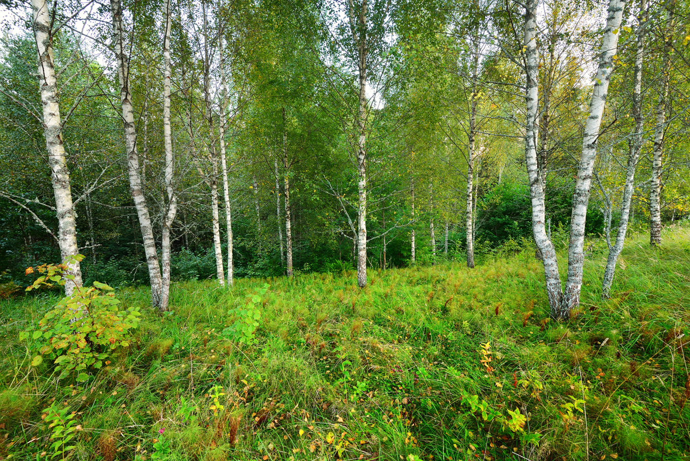 Tree Diversity: Fall is the Best Time to Plant – Iowa Source