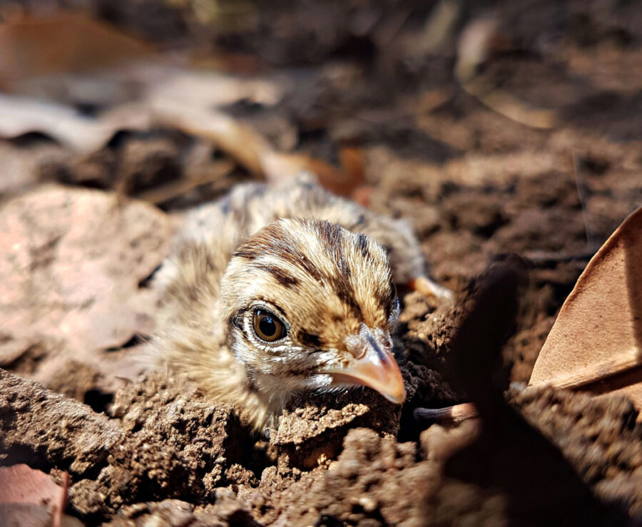 Baby Birds on the Lawn? Leave Parenting to the Birds - Iowa Source