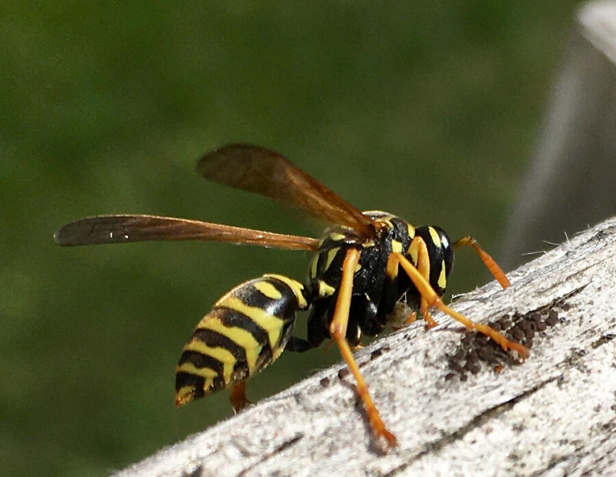 Cedar Rapids’ Identity: Rebuilding Once Again - Iowa Source