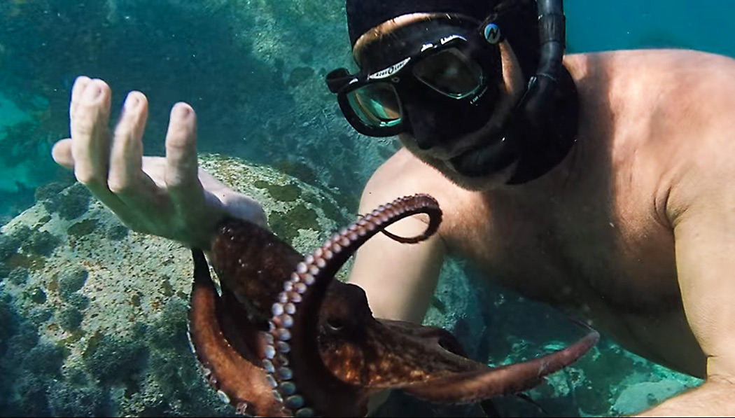 “My Octopus Teacher”: A Beautiful Bond - Iowa Source