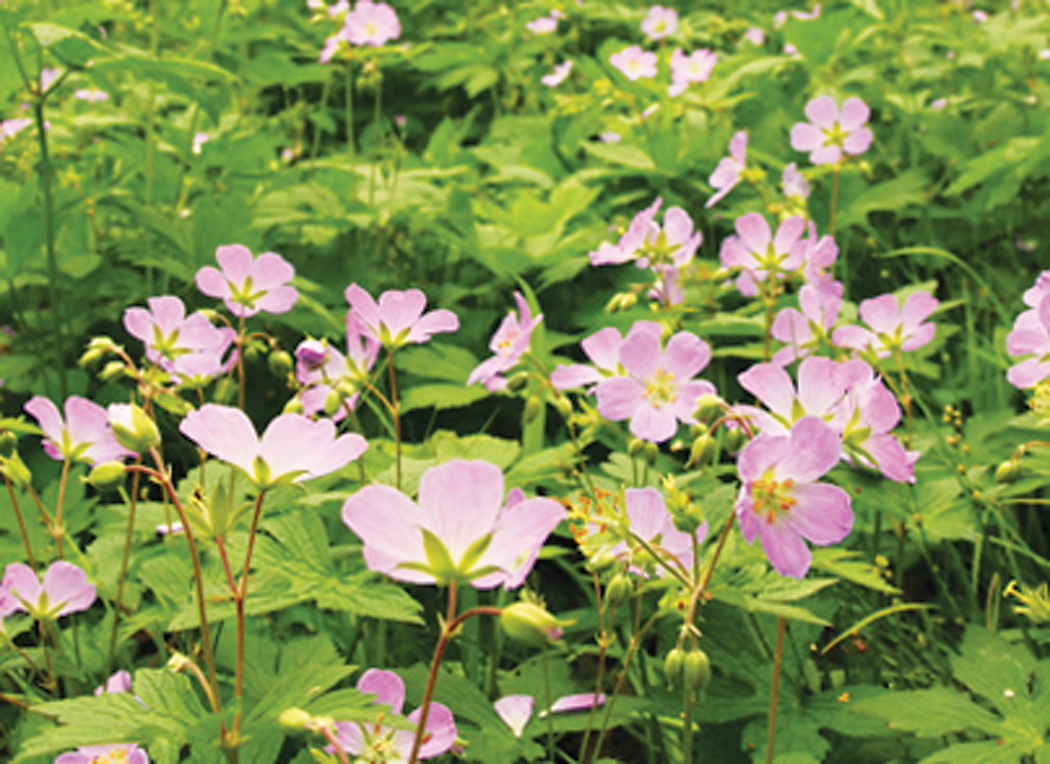 Planting for Backyard Diversity: The Best Plants for Iowa Properties ...