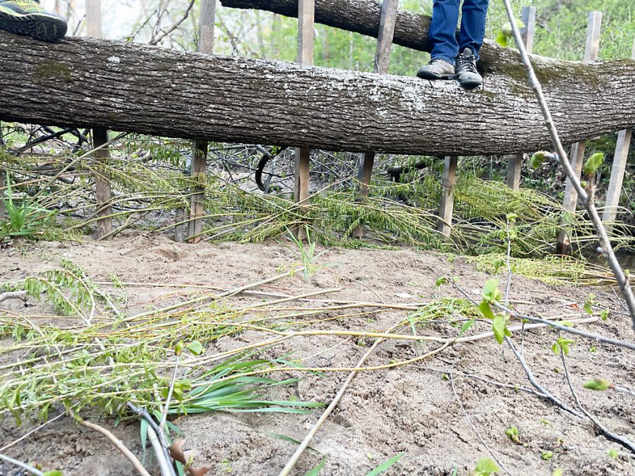 Believe in the Beave! The Superpowers of Nature’s Wetland Architect ...