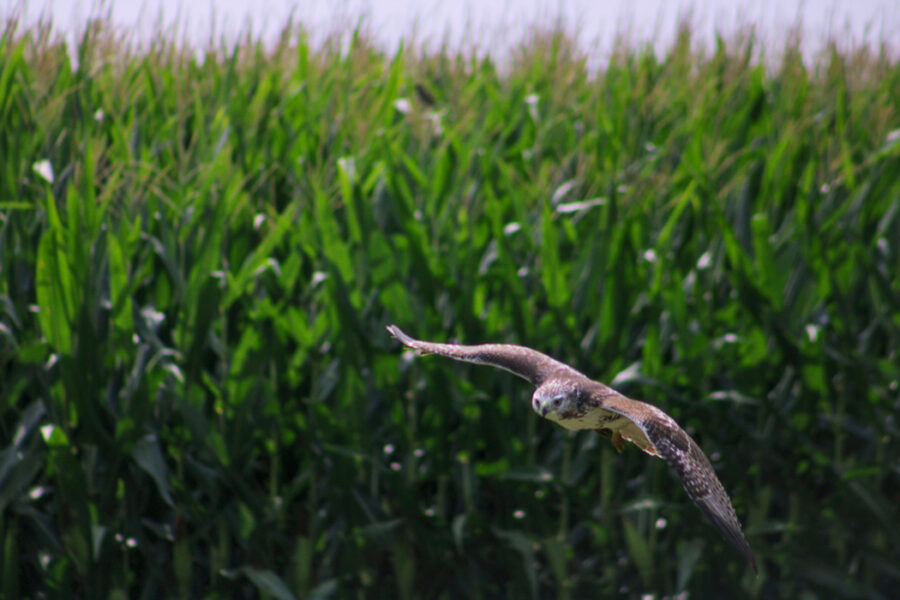 Soaring Inspiration: Biomimicry & Lessons from the Red-Tailed Hawk ...