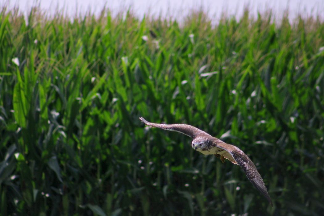 Soaring Inspiration: Biomimicry & Lessons from the Red-Tailed Hawk ...