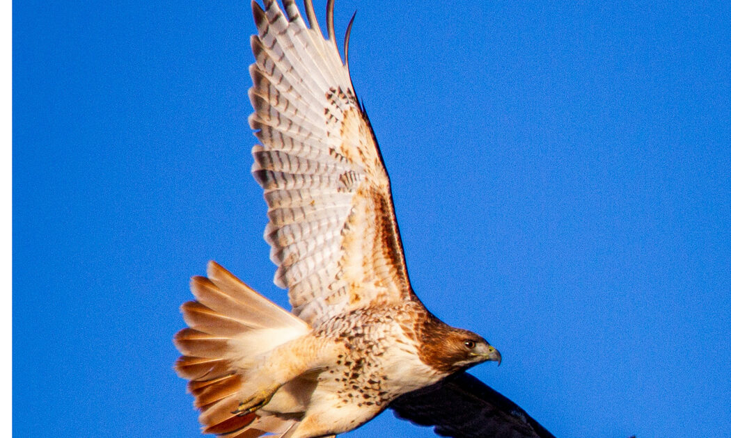 Soaring Inspiration: Biomimicry & Lessons from the Red-Tailed Hawk ...
