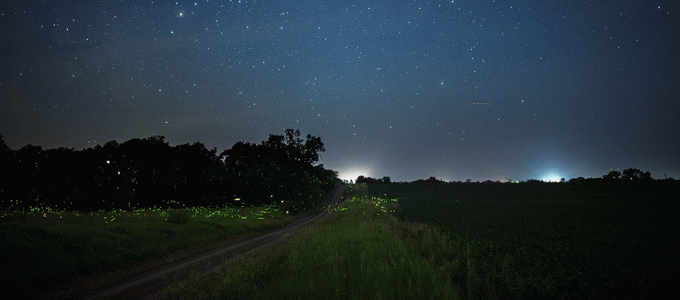 Firefly Resurgence: The Comeback Story of A Beloved Bug - Iowa Source