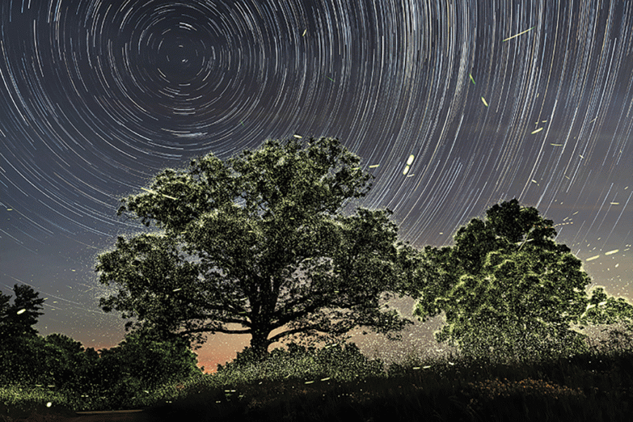 Firefly Resurgence: The Comeback Story of A Beloved Bug - Iowa Source